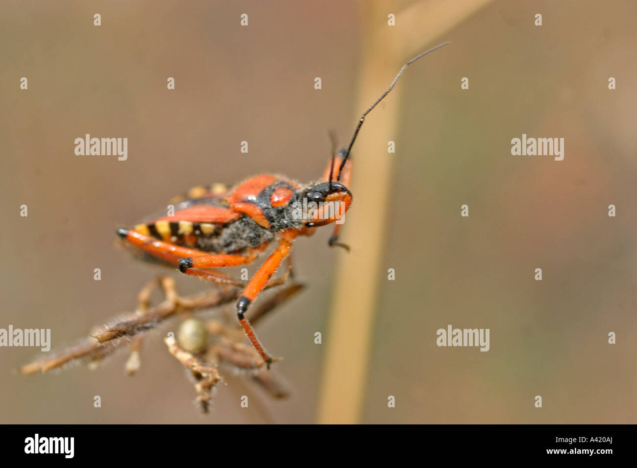 ASSASIN BUG RHINOCORIS IRACUNDUS ON PLANT CLOSE UP SIDE VIEW Stock ...