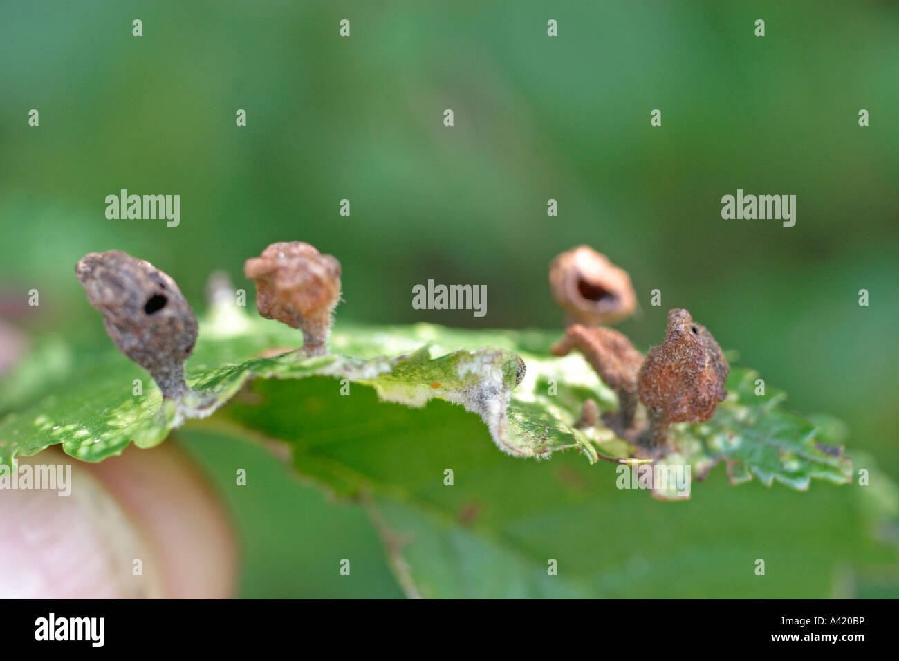 APHID GALL TETRANEURA ULMI CLOSE UP OF GALLS ON ELM LEAF Stock Photo ...