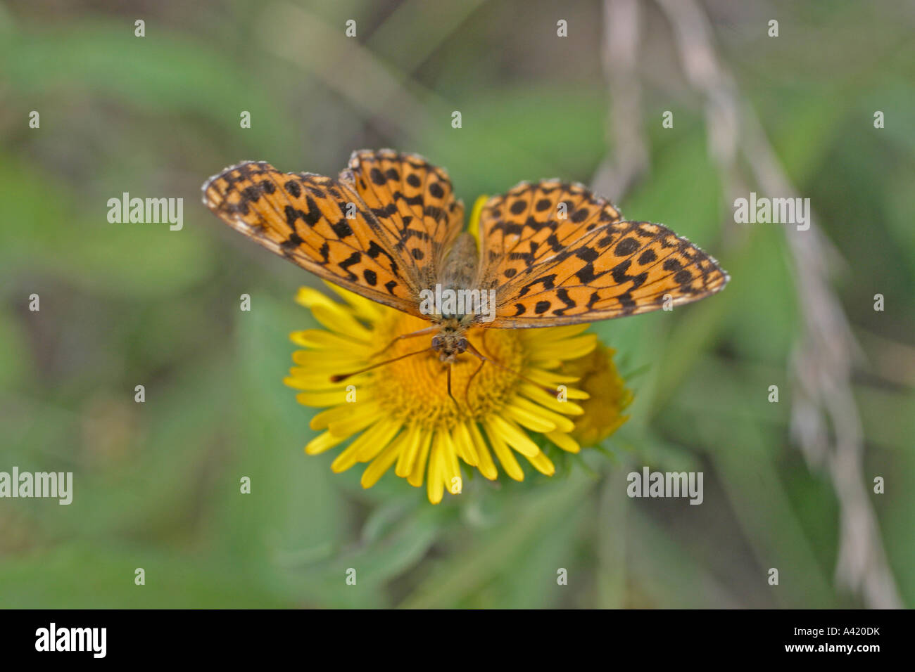 SILVER WASHED FRITILLARY ARGYNNIS PAPHIA MALE AT REST WINGS OPEN Stock ...
