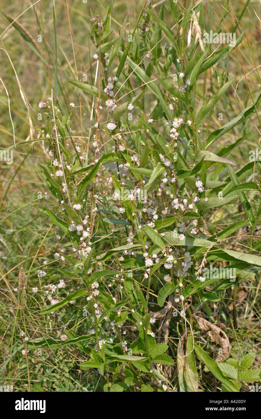 DODDER PLANT GROWING Stock Photo - Alamy