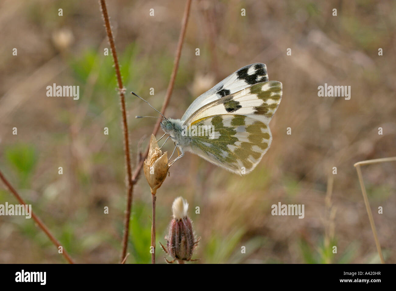 Pontia daplidice hi-res stock photography and images - Alamy
