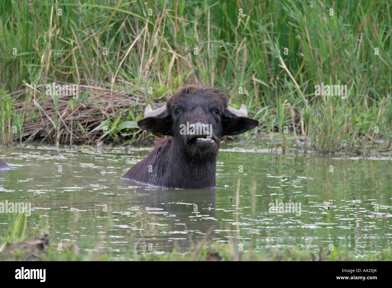 Bos bubalus hi-res stock photography and images - Alamy