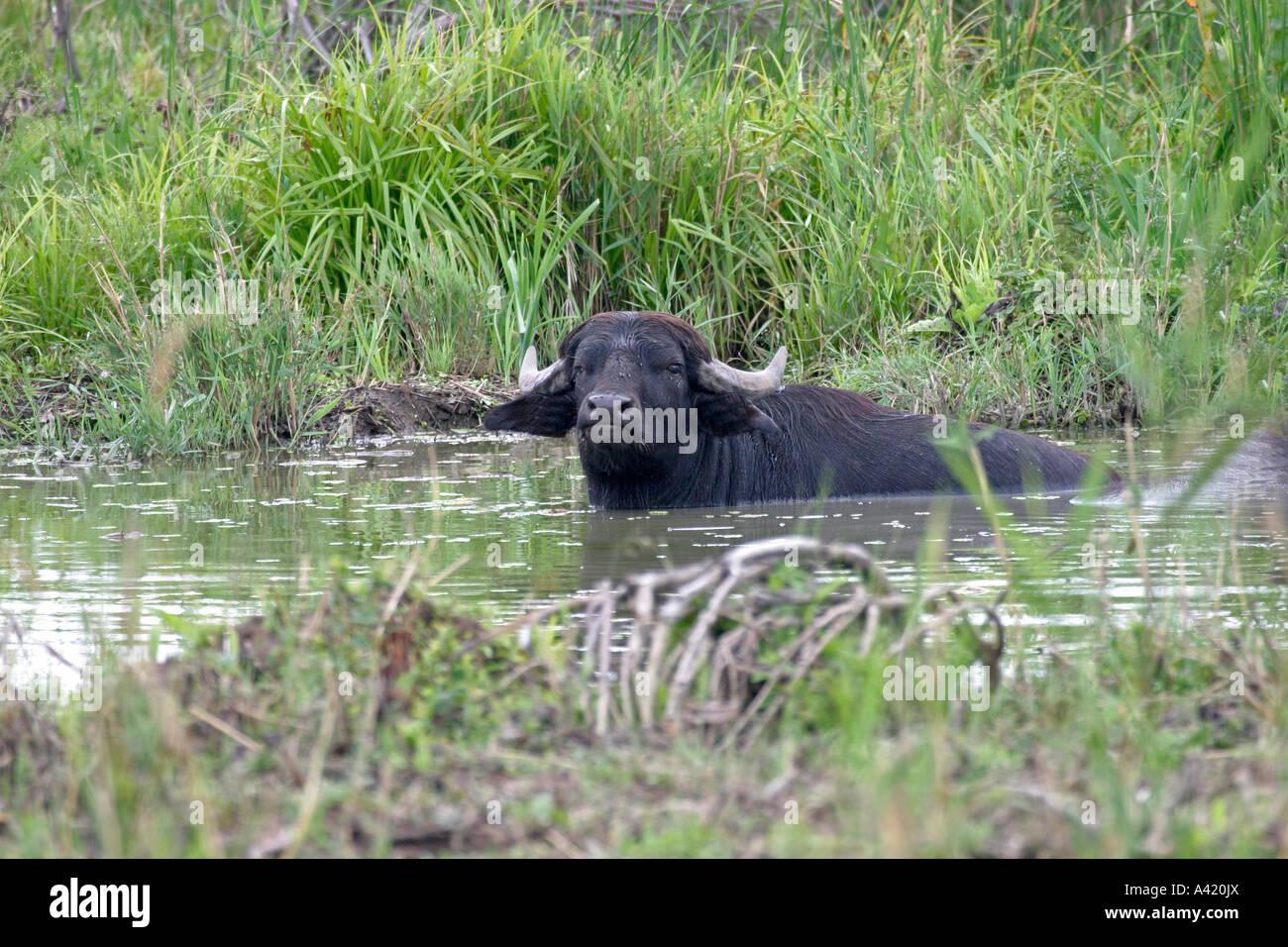 Bos bubalus hi-res stock photography and images - Alamy