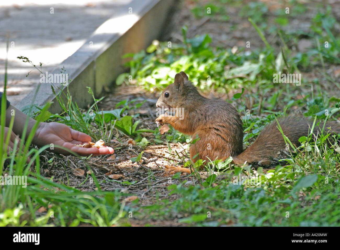Sciuris vulgaris hi-res stock photography and images - Alamy