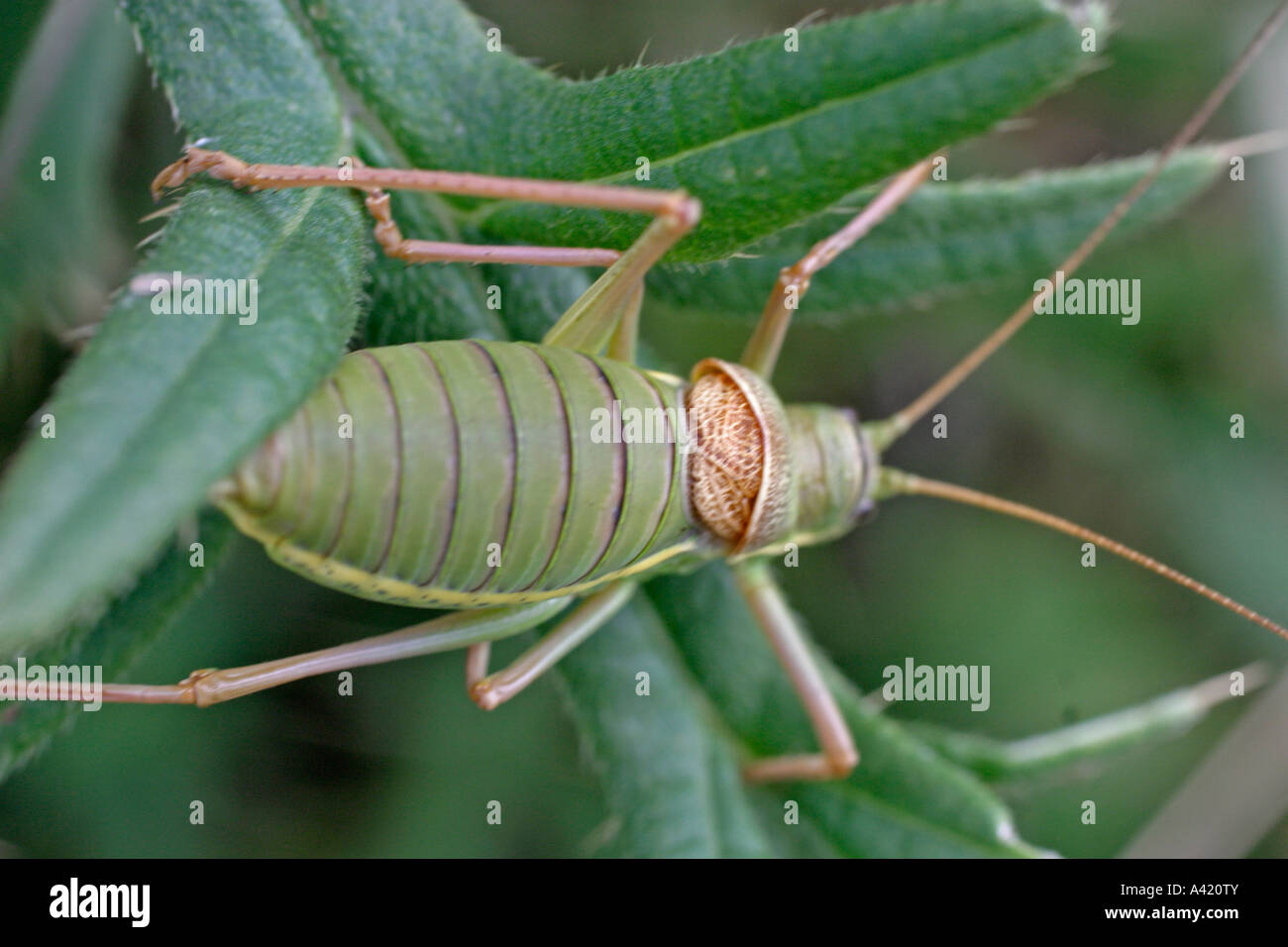 SADDLEBACK BUSH CRICKET EPHIPPIGER EPHIPPIGER ON THISTLE LEAF TV Stock ...