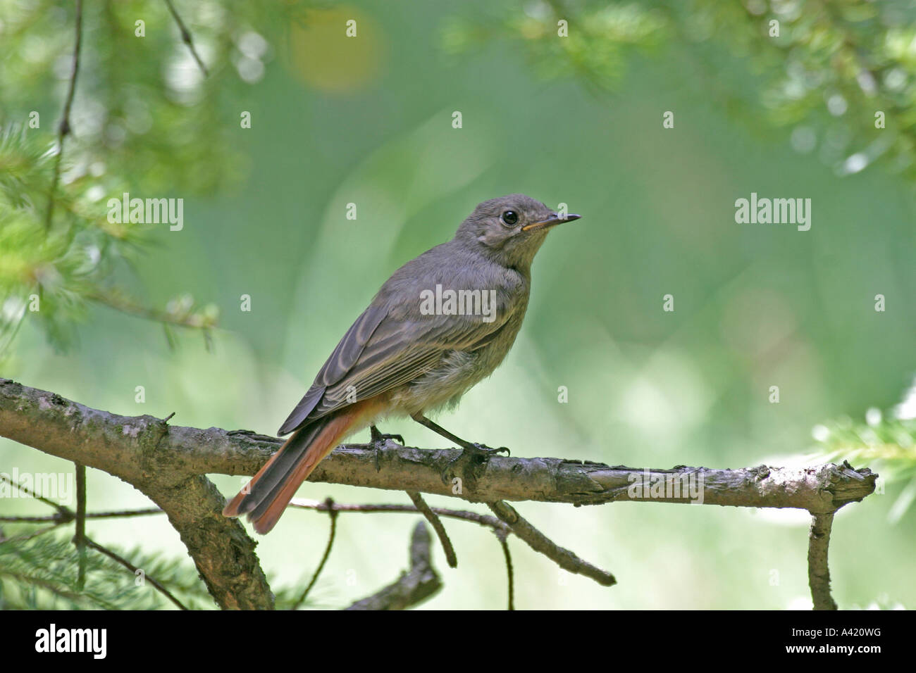 Redstart juvenile hi-res stock photography and images - Alamy