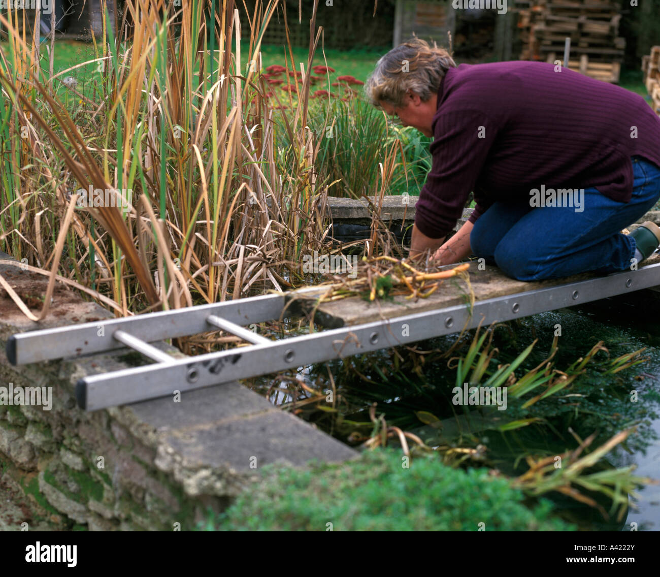 use a ladder and board to tidy the pond Stock Photo - Alamy