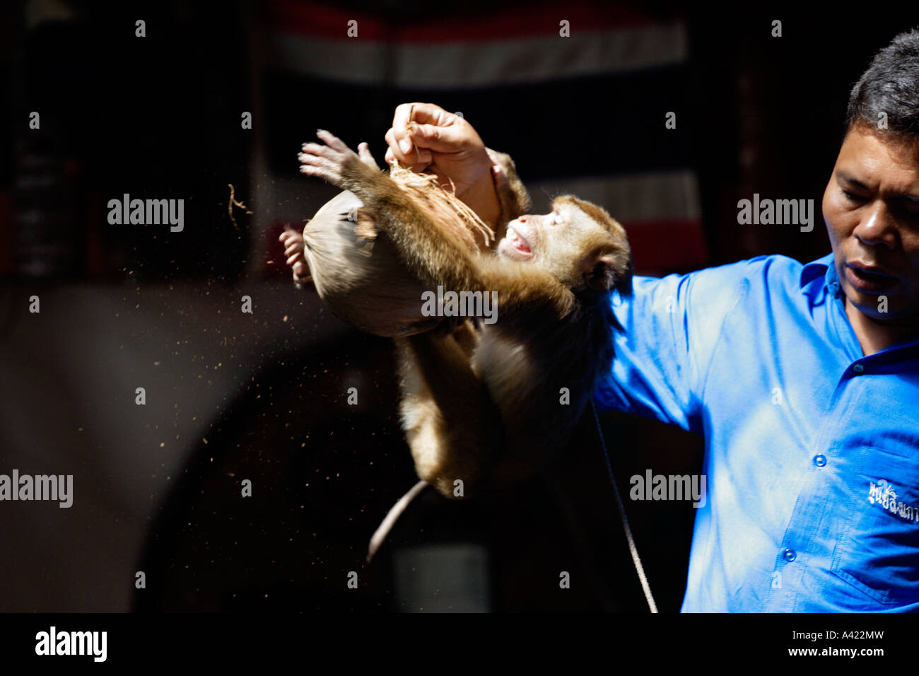 Trained monkey coconut hi-res stock photography and images - Alamy