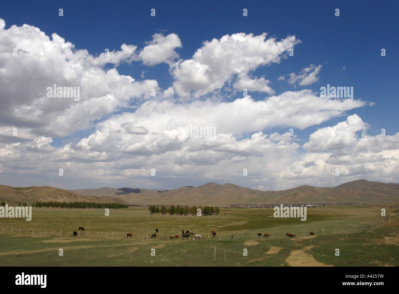 Steppe grassland, Mongolia Stock Photo - Alamy