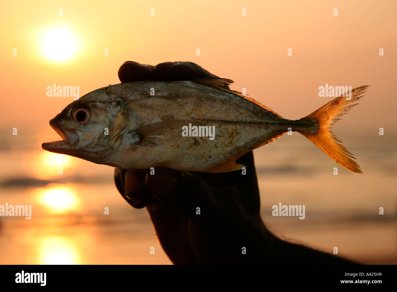 A sea fish, mackerel, caught fresh being displayed by a fisherman ...