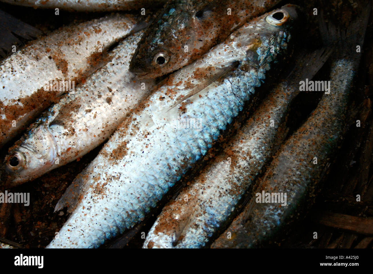 Close up of fresh sea fish, caught at Varkala, Kerala Stock Photo - Alamy