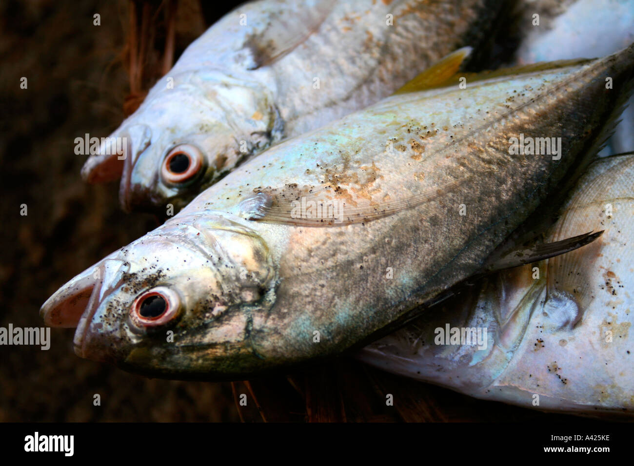 Close up of fresh sea fish, caught at Varkala, Kerala Stock Photo - Alamy