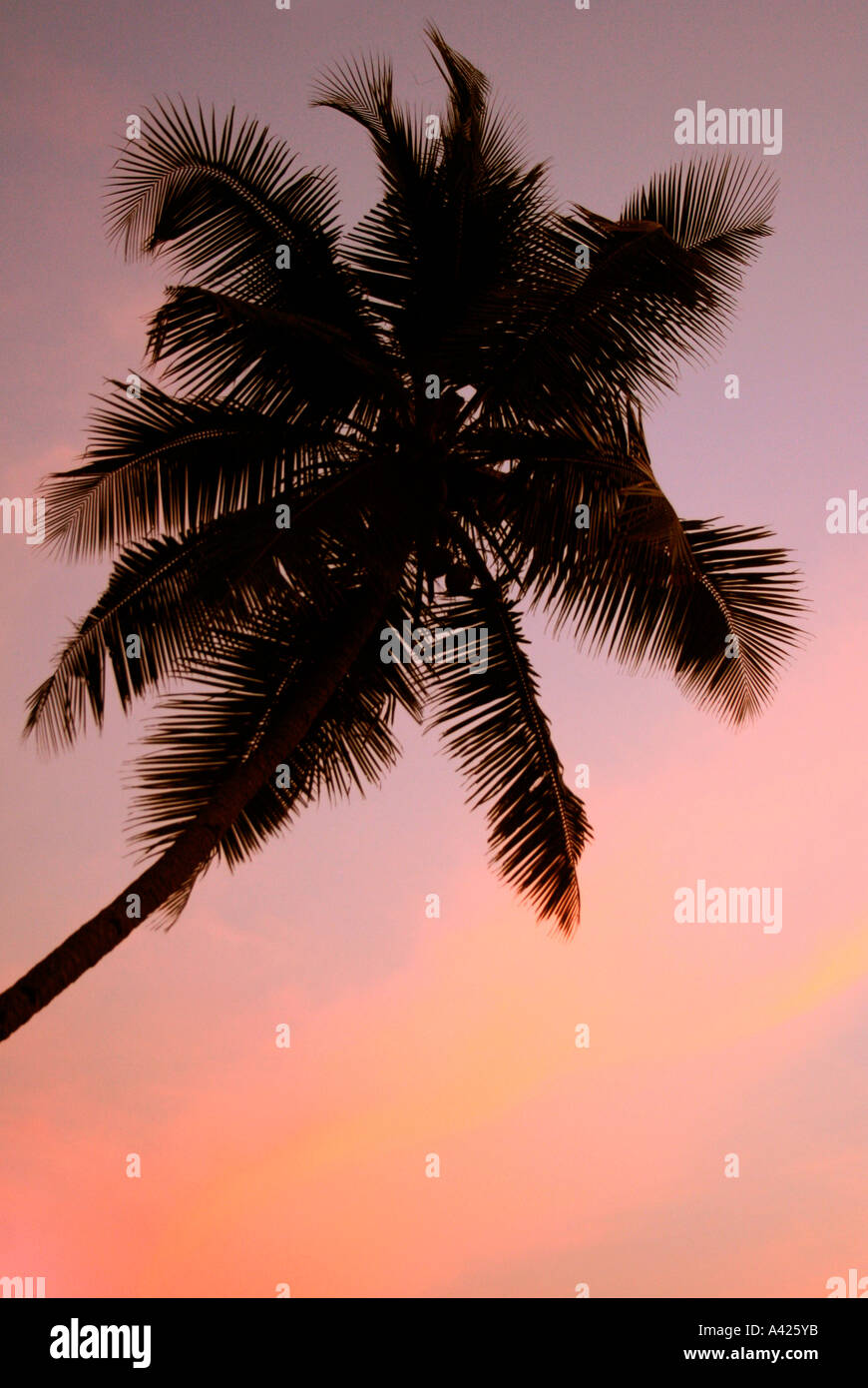 Bent Coconut palm tree outlined against evening sky of coastal Varkala ...