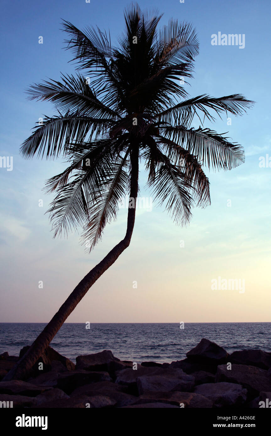 Bent Coconut palm tree outlined against evening sky of coastal Varkala ...
