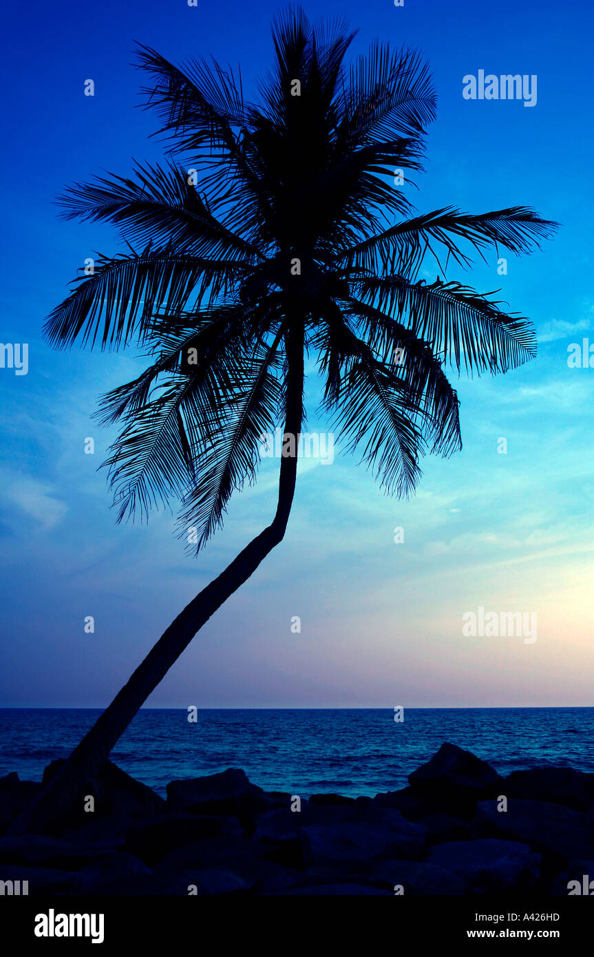 Bent Coconut palm tree outlined against evening sky of coastal Varkala ...