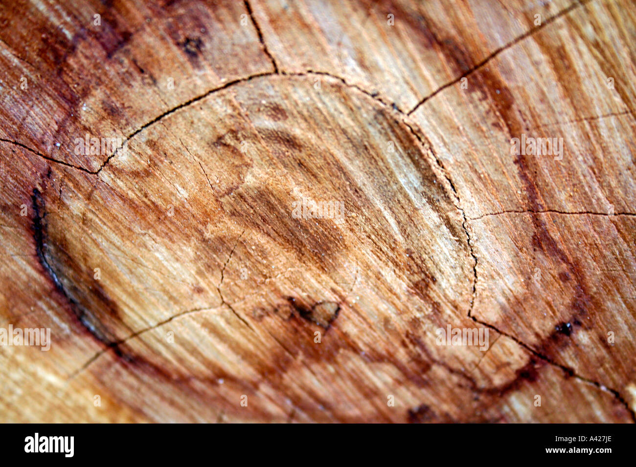 Close up cross section of wood log with annual rings visible Stock ...