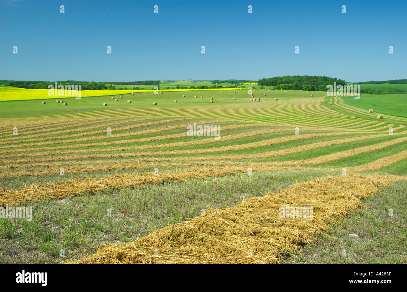 Ripe canola field hi-res stock photography and images - Alamy
