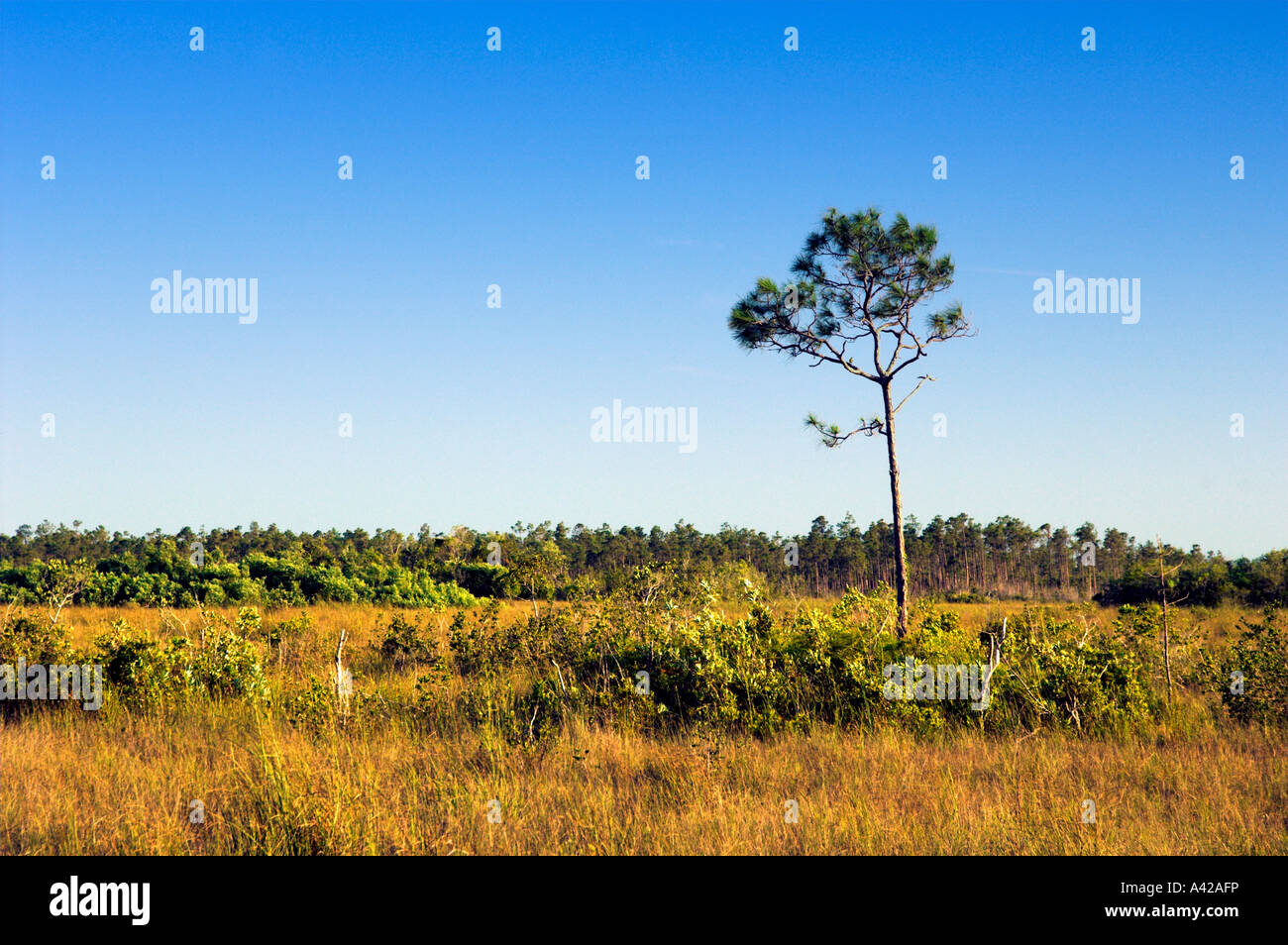 A lone pine tree in the grasslands of Everglades National Park Florida ...
