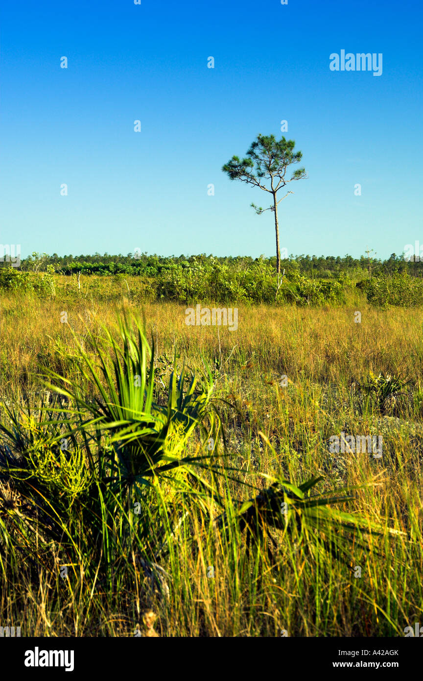 A lone pine tree in the grasslands of Everglades National Park Florida ...