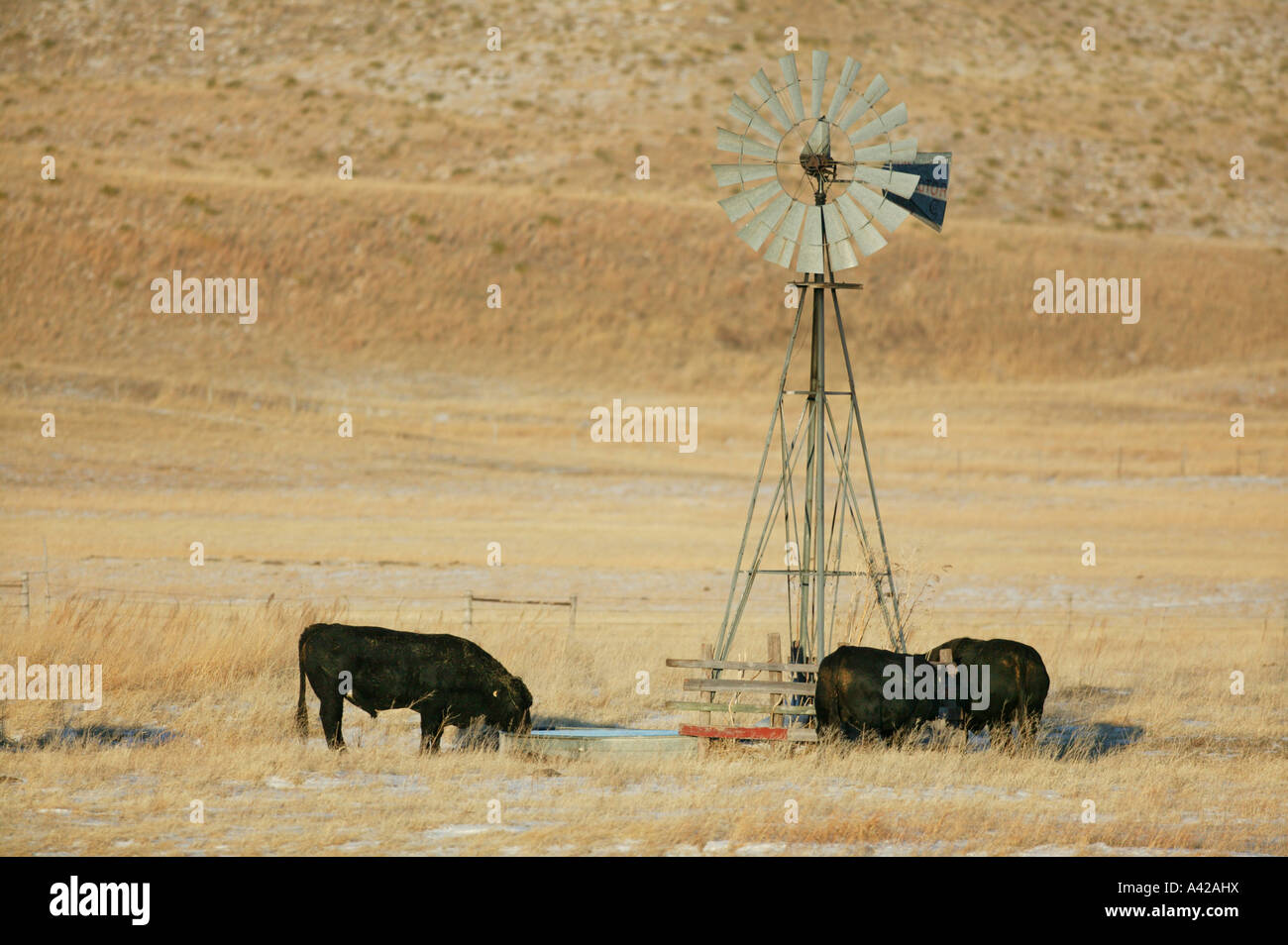 Cattle gathered at base of windmill Stock Photo - Alamy