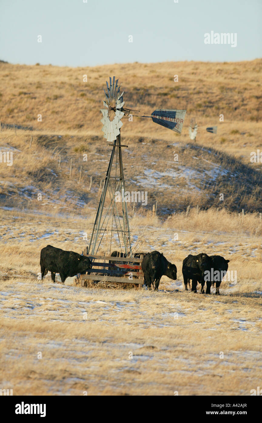 Cattle gathered at windmill Stock Photo - Alamy