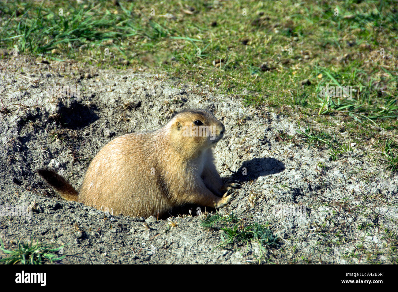 Prairie dog in burrow hi-res stock photography and images - Alamy