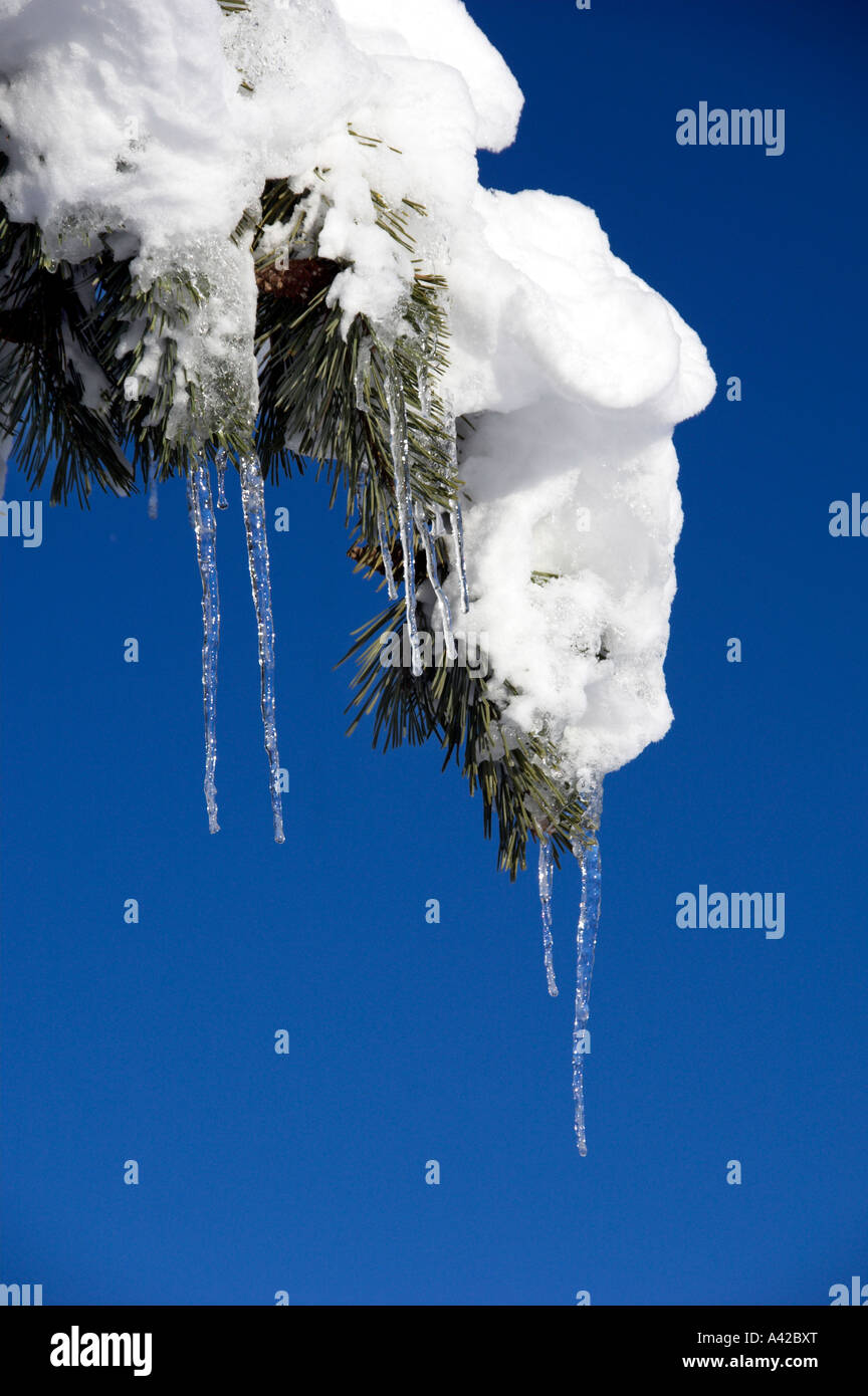 Icicles hang from a snow covered pine tree branch in King s Park in ...