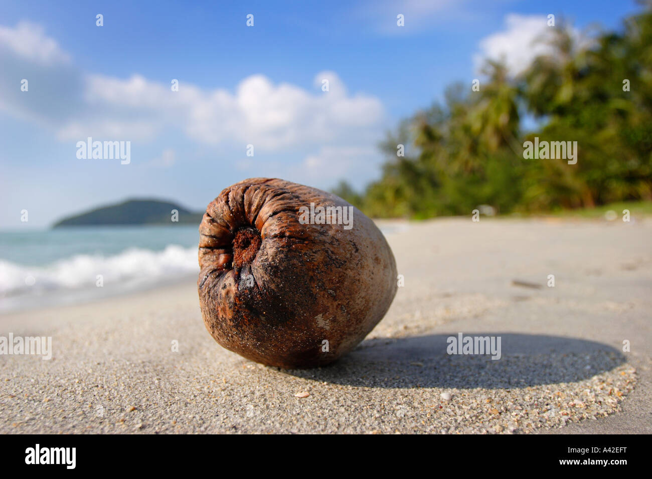 Coconut on beach, Koh Samui, Thailand Stock Photo - Alamy