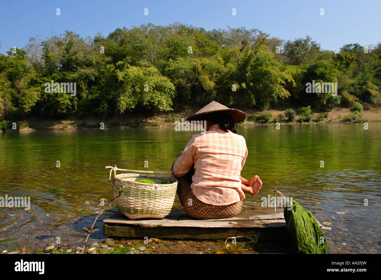Women Picking Kai Mekong Seaweed Nam Khan River Luang Prabang Laos
