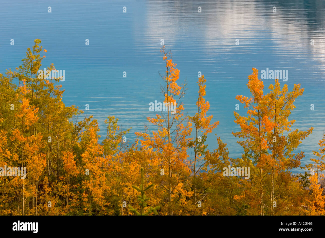 Abraham lake beautiful autumn colors hi-res stock photography and ...
