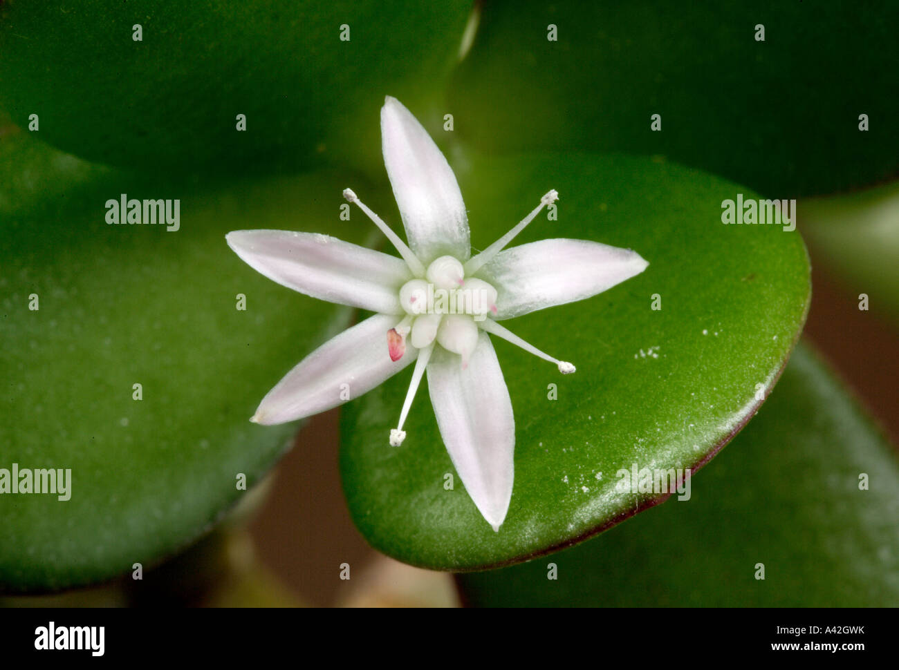 Dickblatt fetthenne hi-res stock photography and images - Alamy