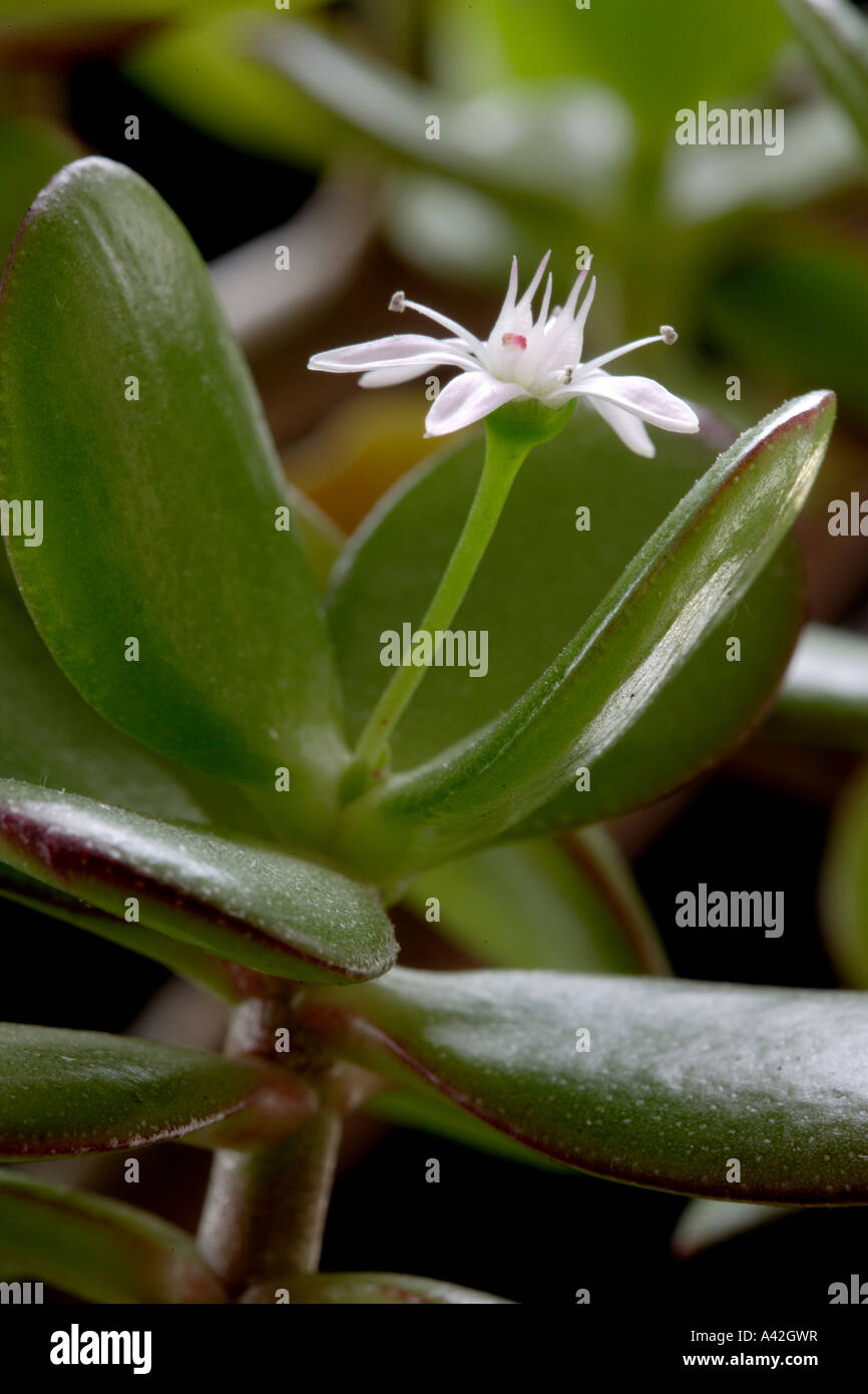 Crassula ovata hi-res stock photography and images - Alamy