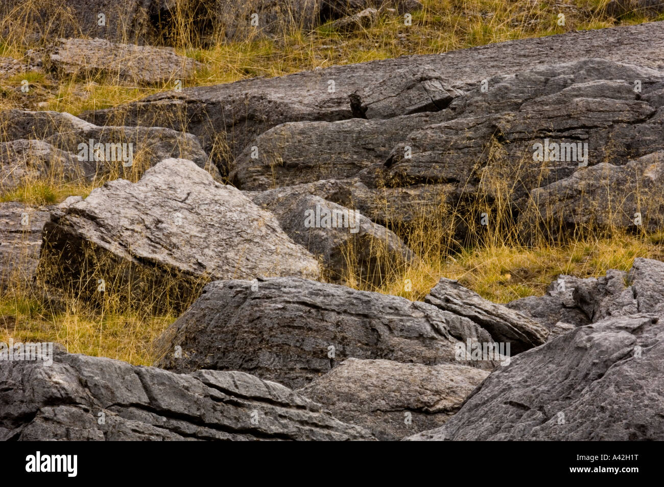 Boulders and grass near Medicine Lake, Jasper National Park, Alberta ...
