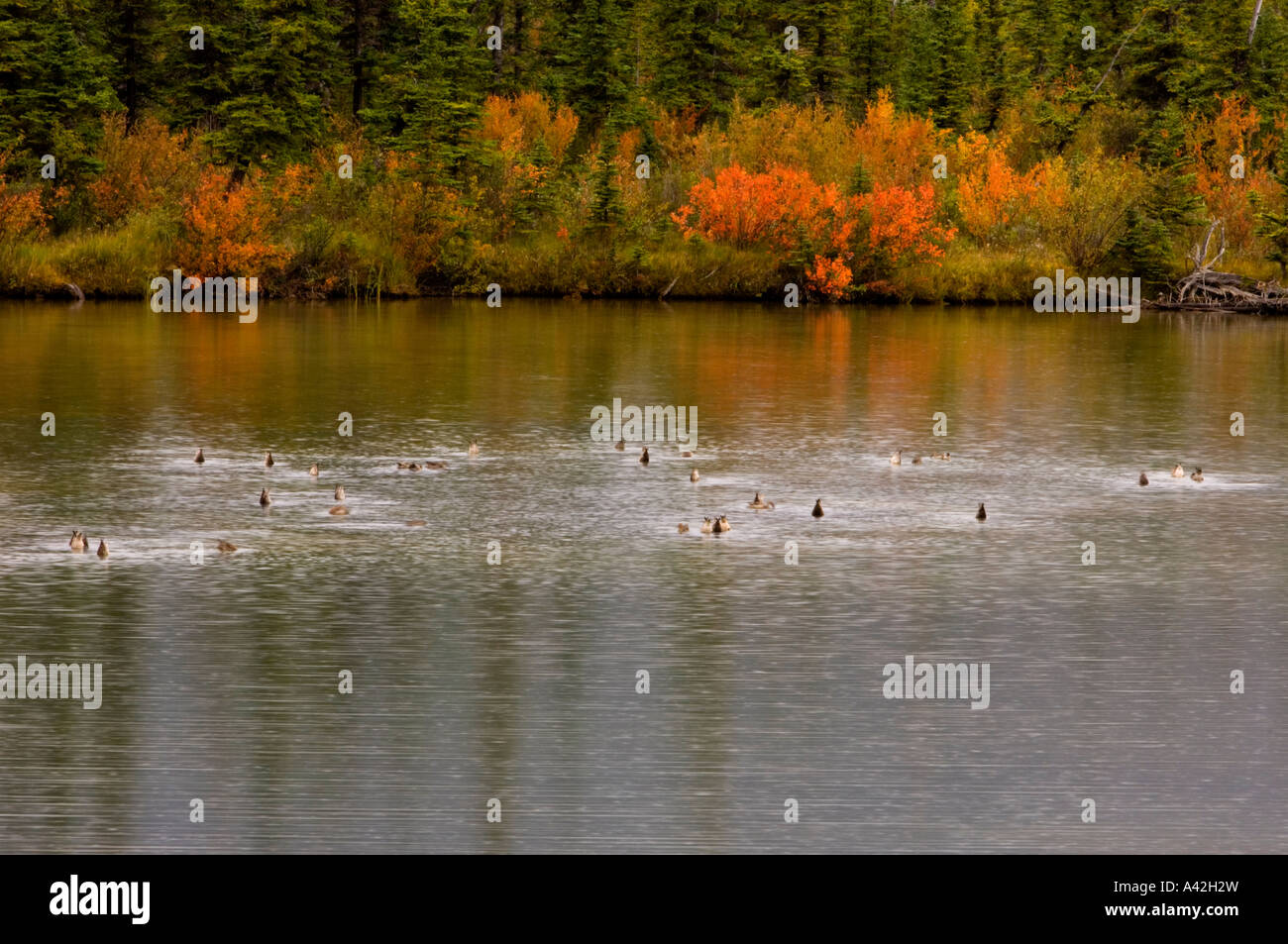 Waterfowl harmony in wetlands hi-res stock photography and images - Alamy