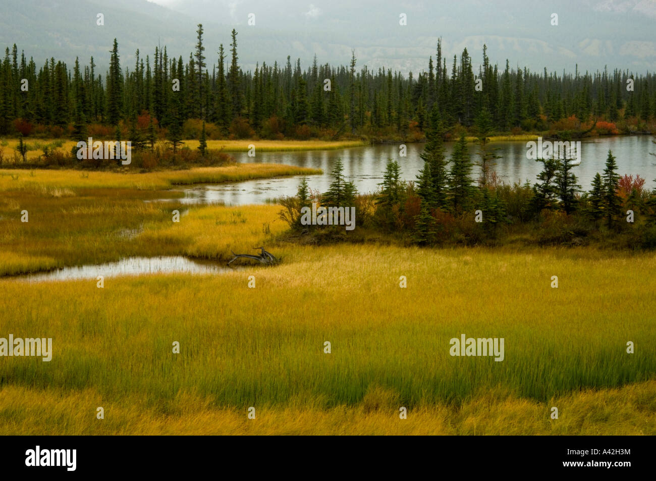 Autumn vegetation and marshes ponds in Athabasca Valley, Jasper ...