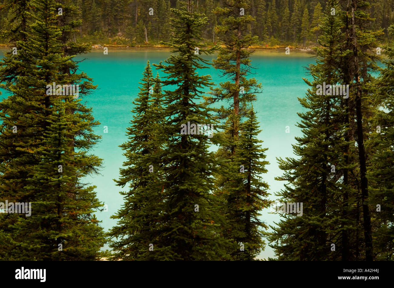 Cavell Lake and pines, Jasper National Park, Alberta, Canada Stock ...