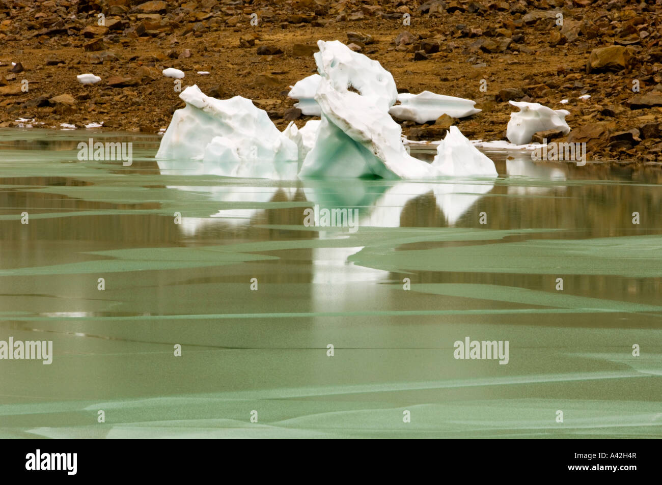 Mt Edith Cavell glacial pond with icebergs, Jasper National Park ...