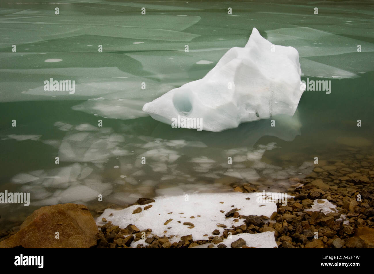 Mt Edith Cavell glacial pond with icebergs, Jasper National Park ...