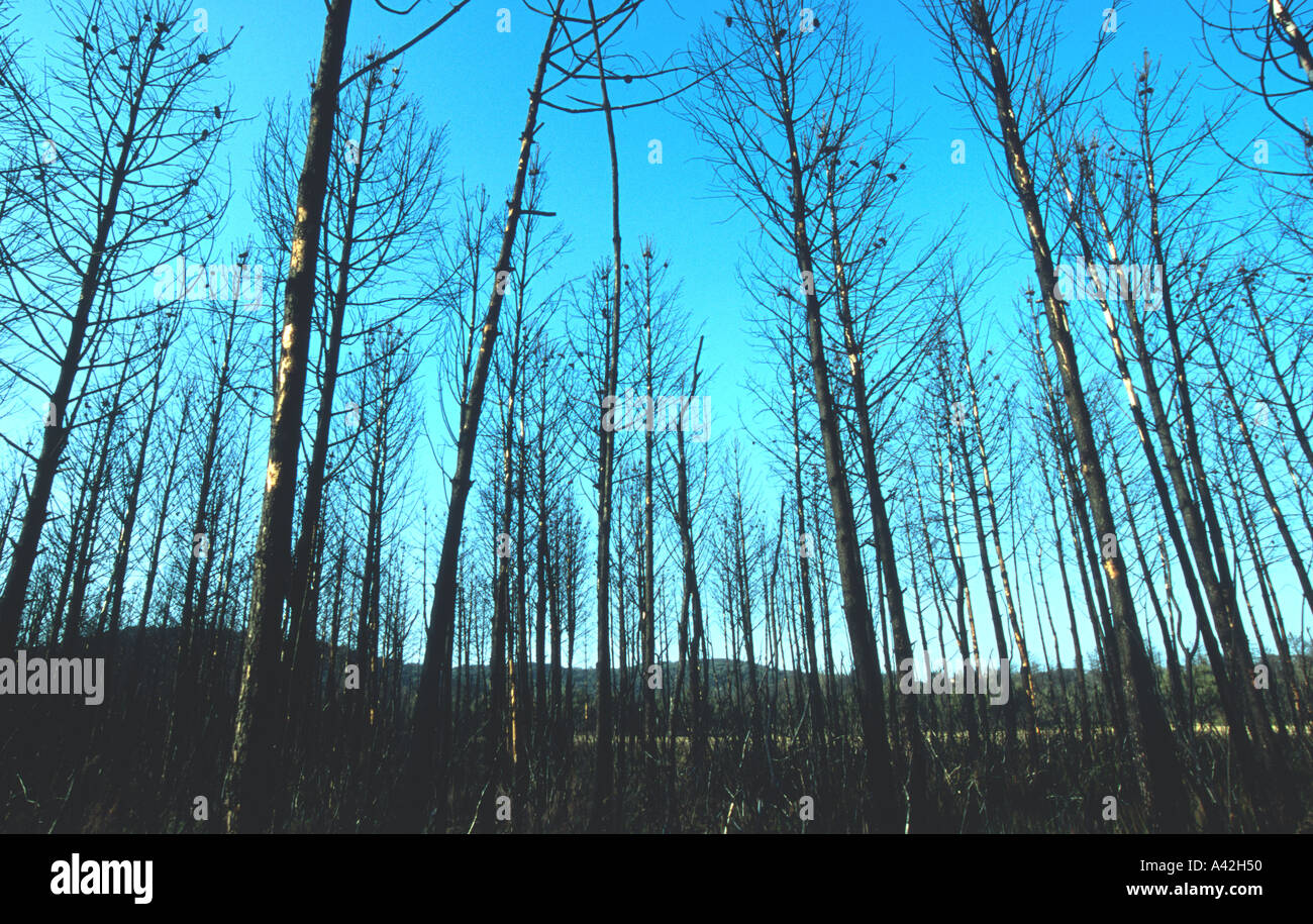 burnt burned blackened fire damaged trees pine branches forest Massif ...