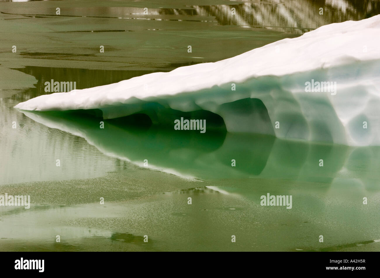 Mt Edith Cavell glacial pond with icebergs, Jasper National Park ...