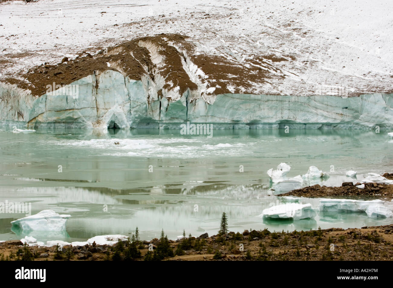 Mt Edith Cavell glacial pond with icebergs, Jasper National Park ...