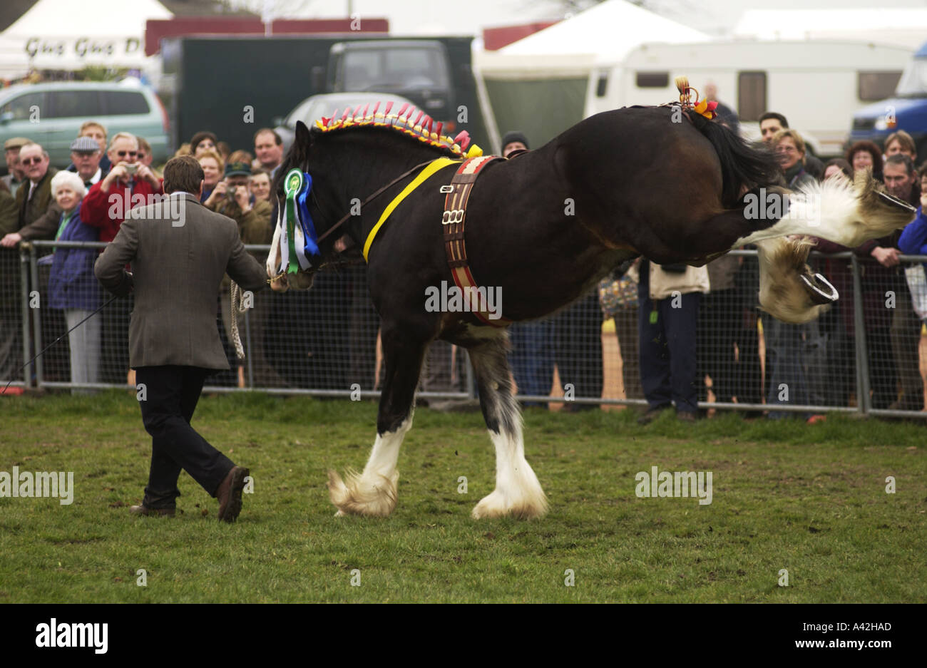 Shire horse show at peterborough hi-res stock photography and images ...
