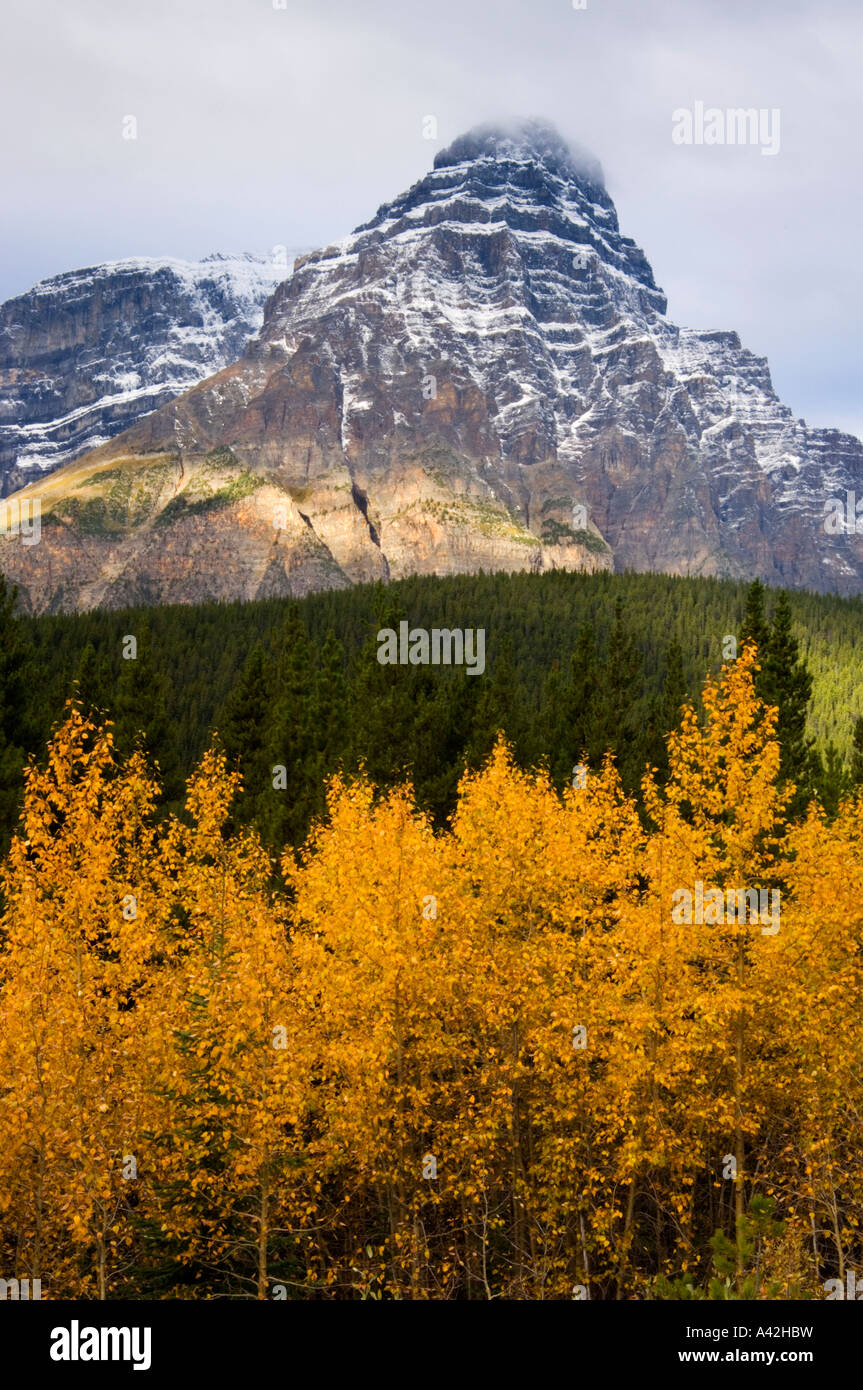 Mt. Chephren and autumn aspens, Banff National Park, Alberta, Canada ...