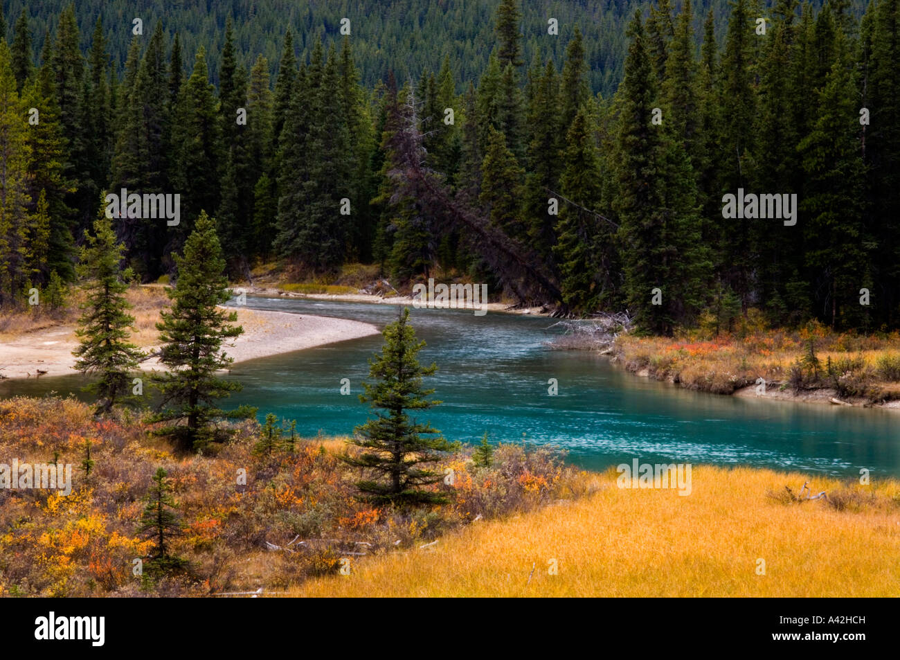 Mistaya River and autumn marsh grasses, Banff National Park, Alberta ...