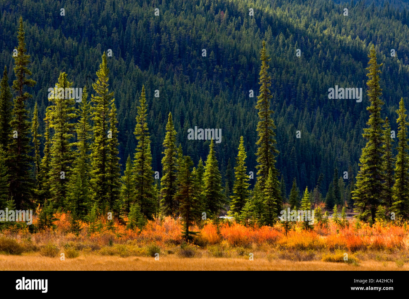 Spruce trees and marsh grasses in Saskatchewan River flats, Banff ...