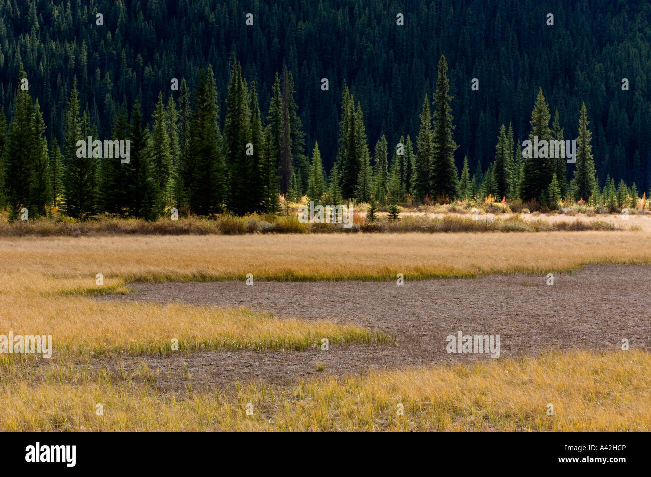 Spruce trees and marsh grasses in Saskatchewan River flats, Banff ...