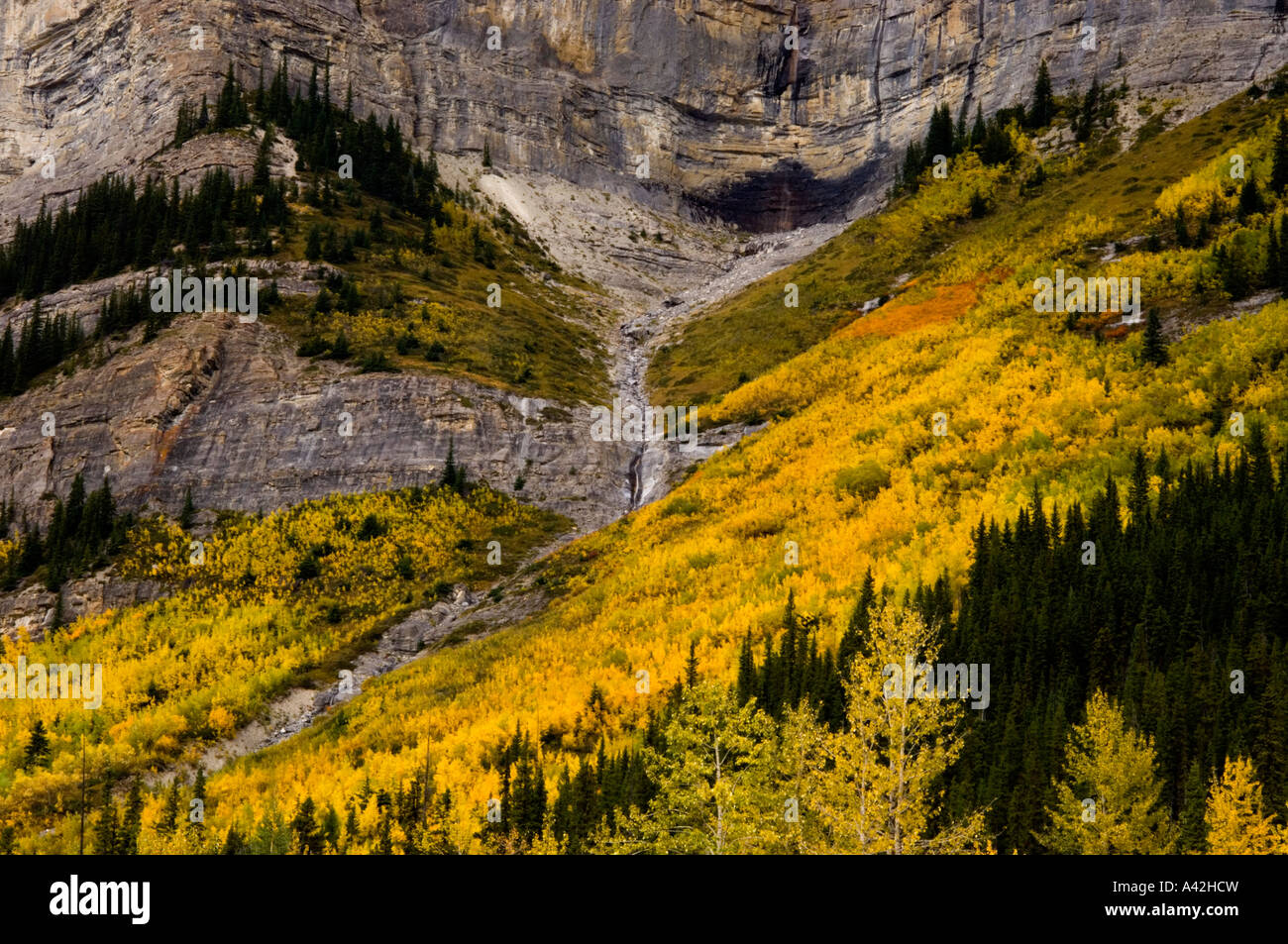 Scree slopes with autumn aspens and cascade, Banff National Park ...