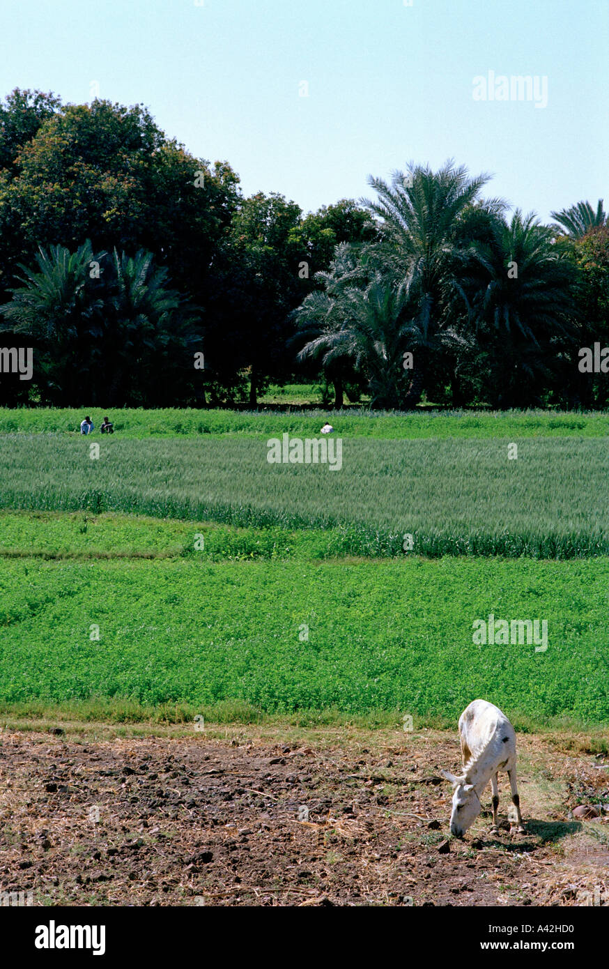 Fertile Soil Nile