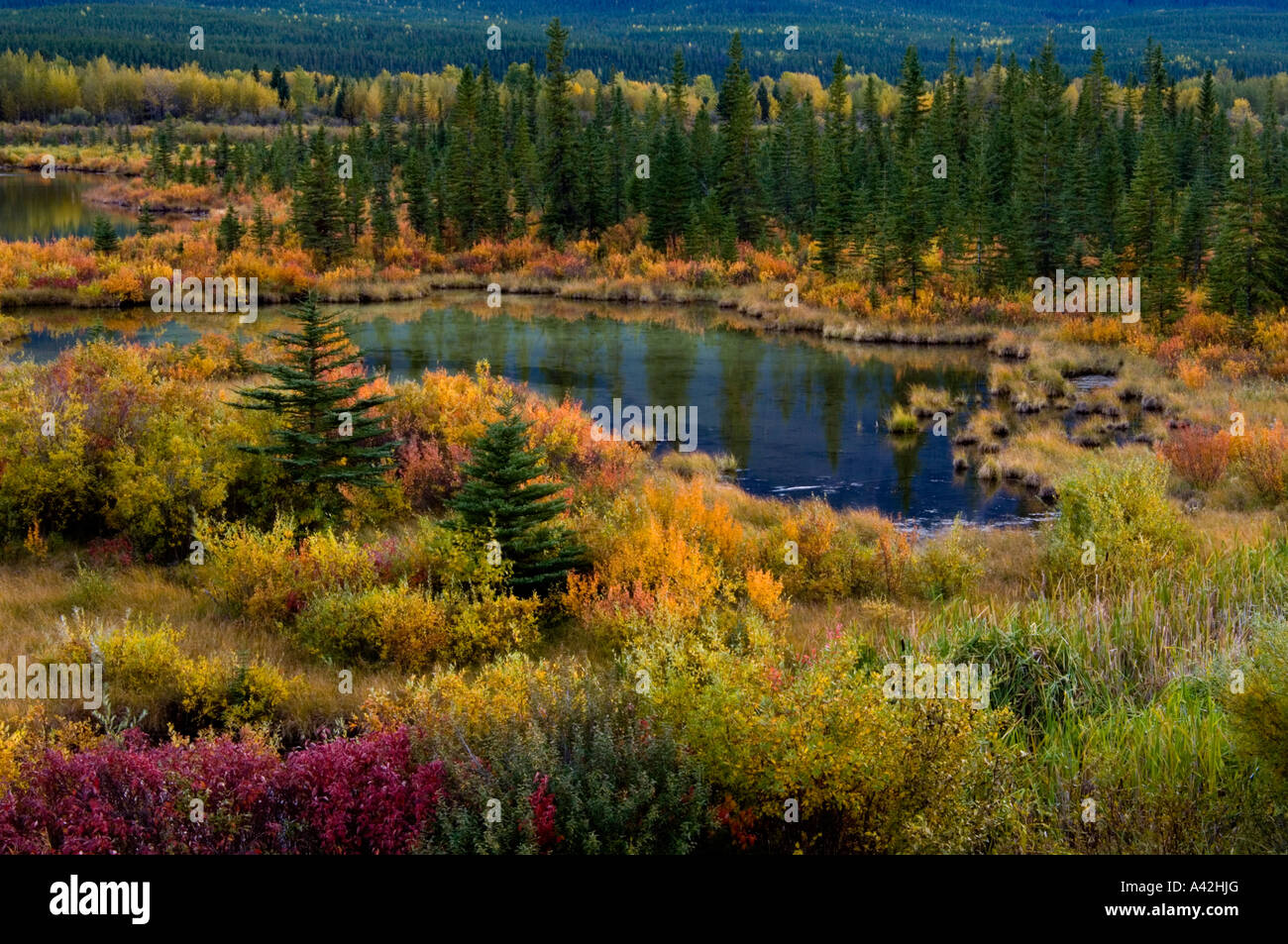Autumn wetland vegetation in Vermilion Ponds, Banff National Park ...