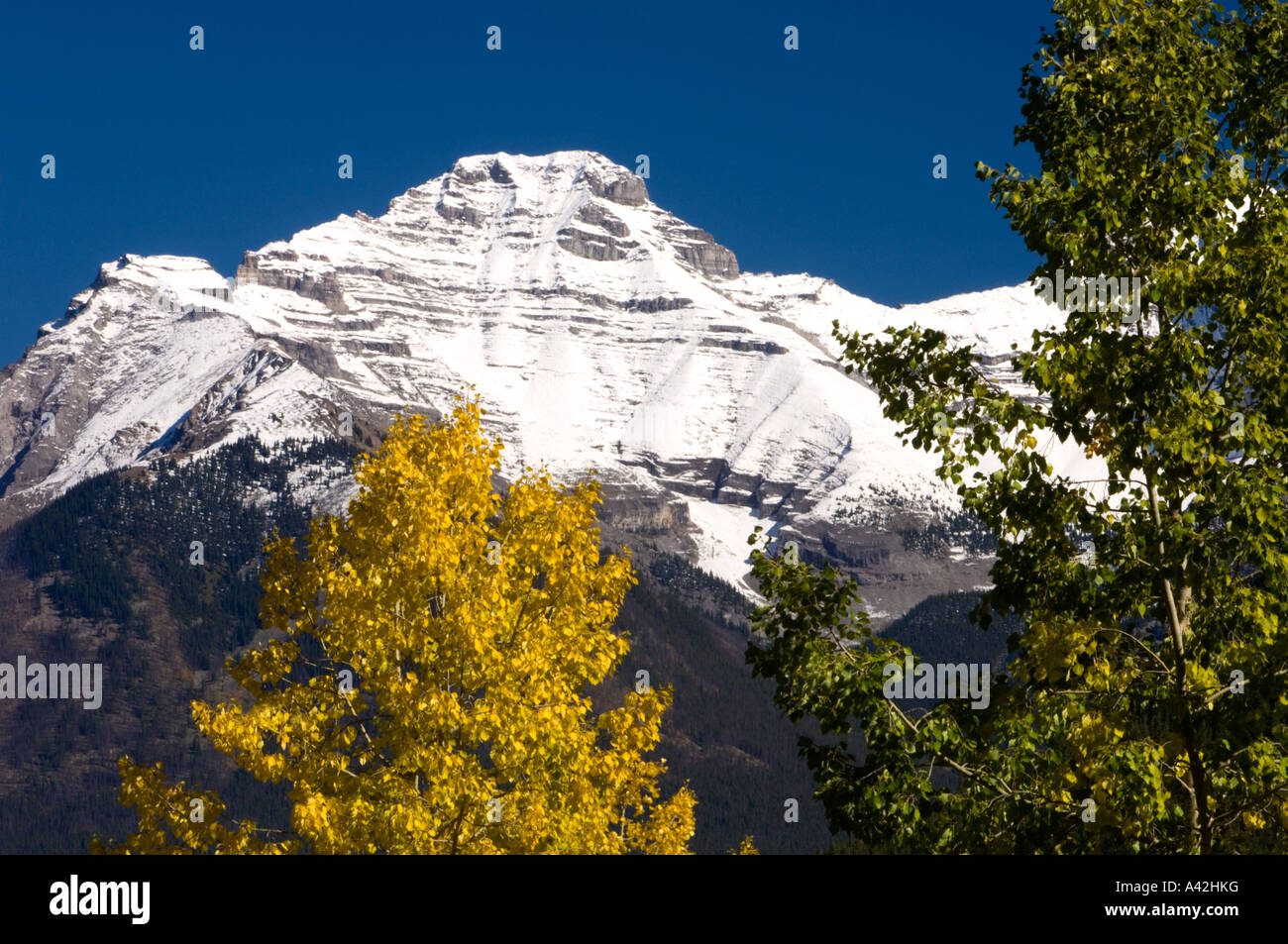Cascade Peak and autumn aspen, Banff National Park, Alberta, Canada ...